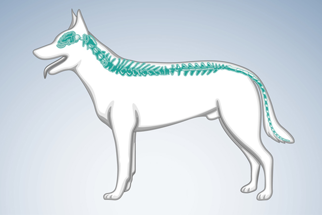 Veterinary Neurosurgery Solutions and Supplies - Pet Neurosurgery