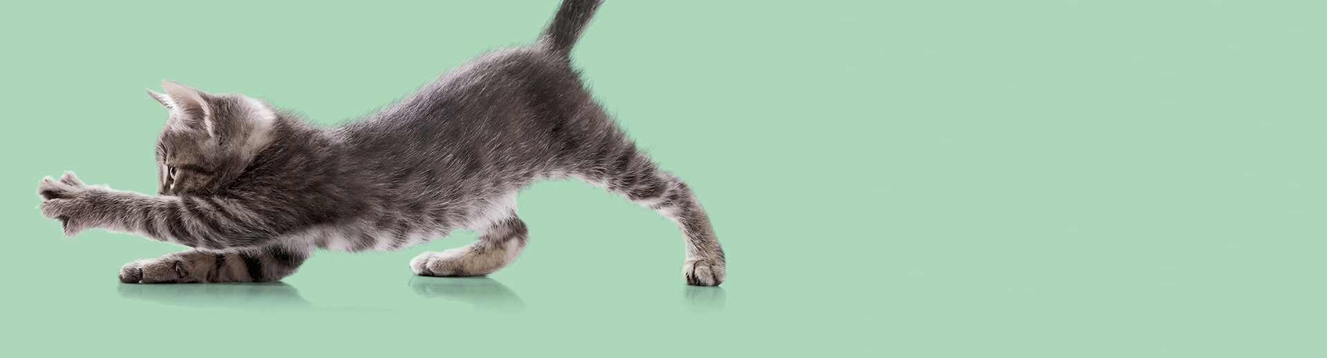 Dafilon® Sutures - Durable and Versatile Wound Closure Solutions