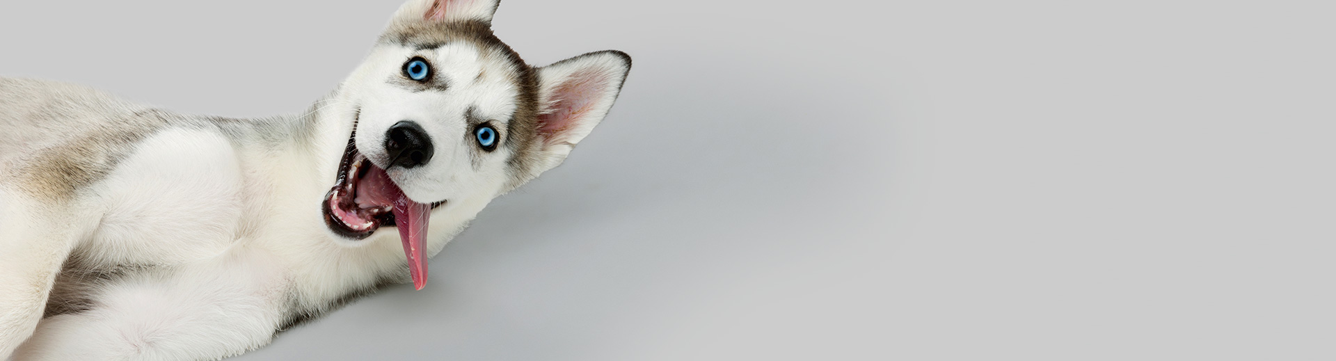 MonoPlus® Sutures - Strong and Reliable Wound Closure Solutions